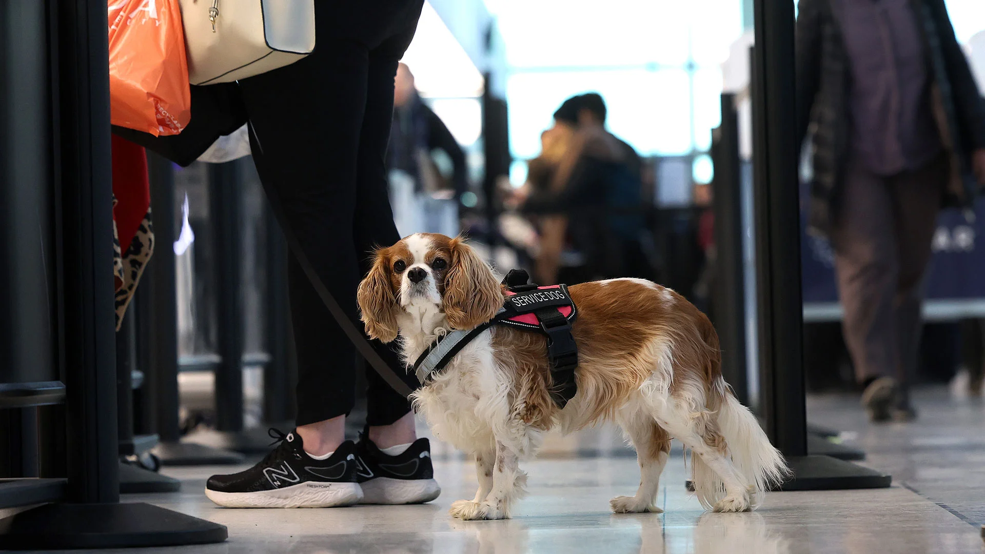 A Pet Dog on Delta Air Lines Went Missing. The Way They Found Her Was a ...