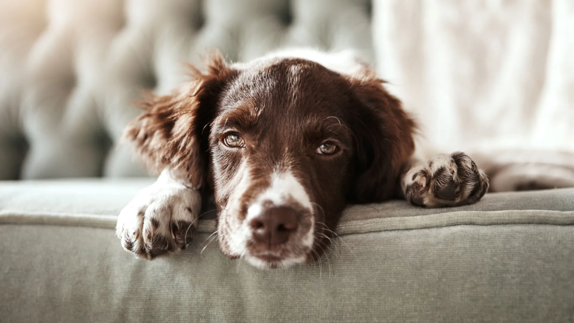 A Chewy Customer Got Something Completely Unexpected. It Was a Major ...