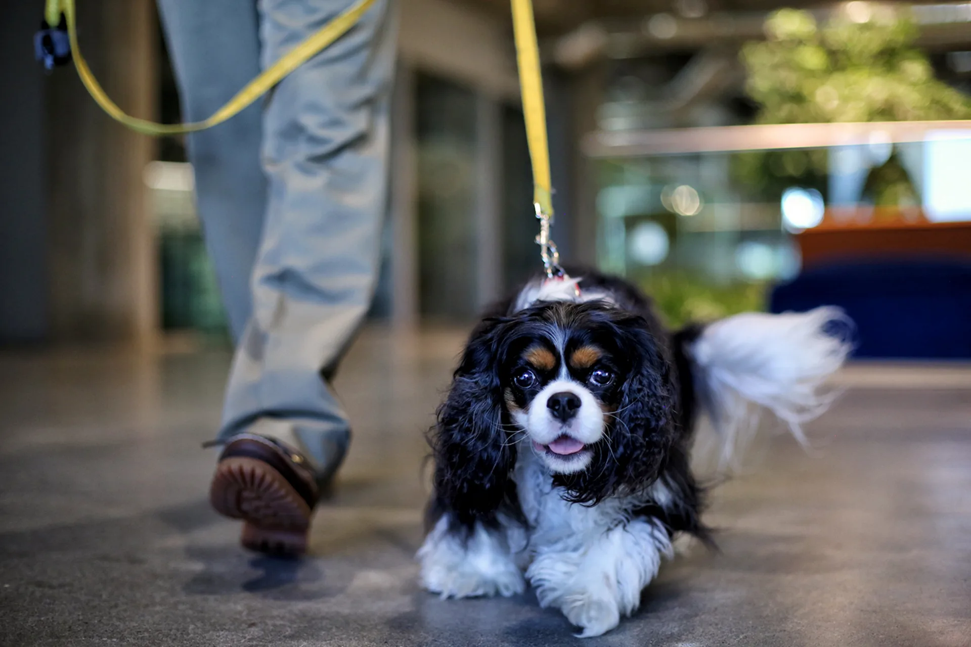 Pet-Friendly Workplaces Have Surprising Benefits for Employees