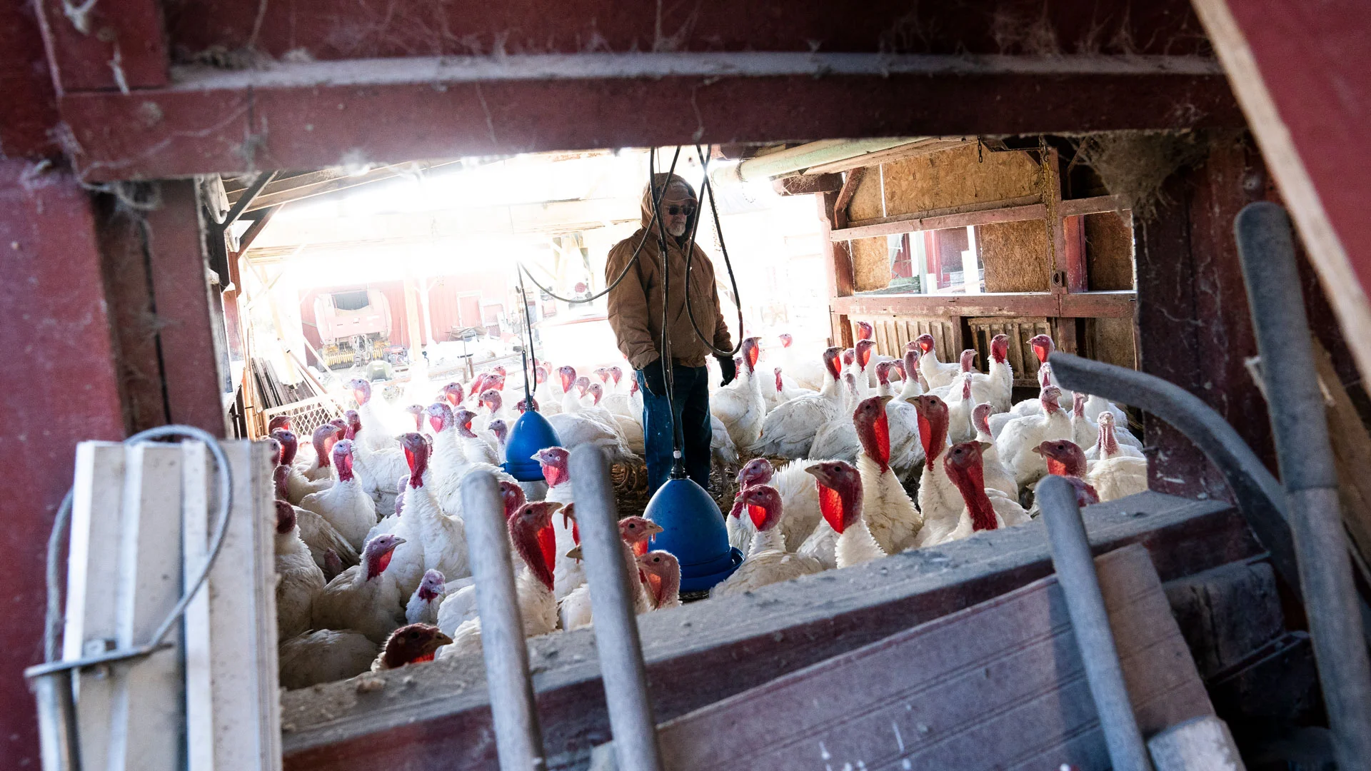 Farmers Seek Bird Flu Vaccines for Livestock as Fall Migration Begins