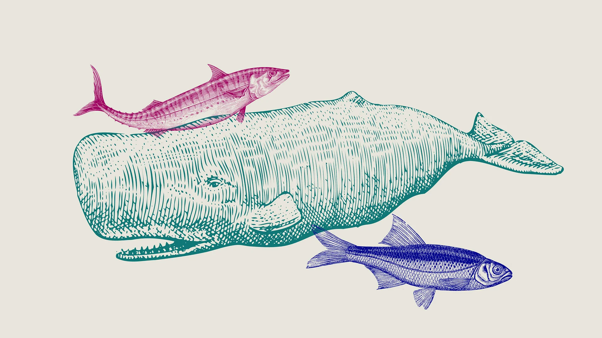 The Rule of Moby Dicks, Mackerels and Minnows