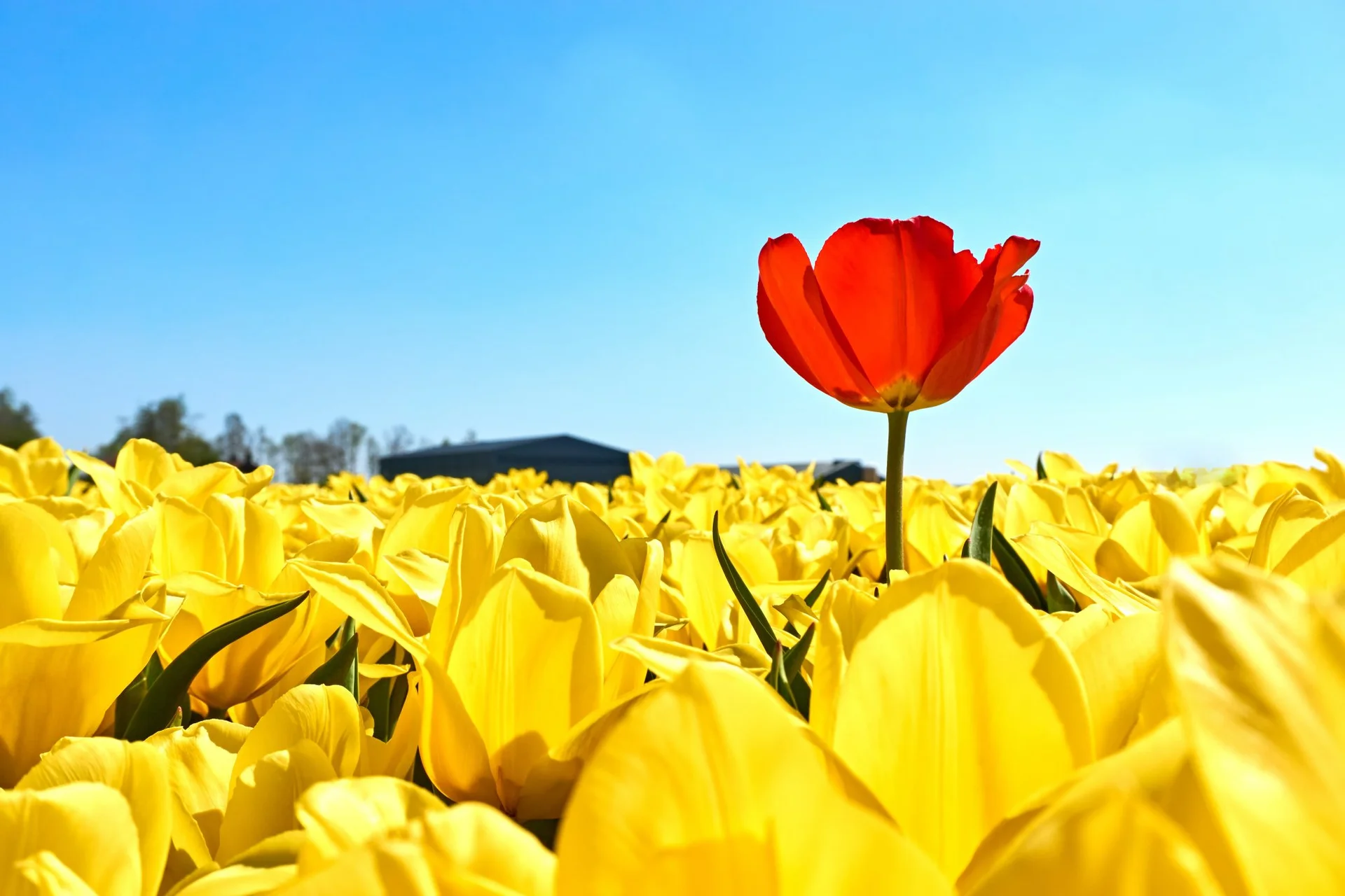 Conformity Holds You Back from Success. Here's How to Find Your Real Self