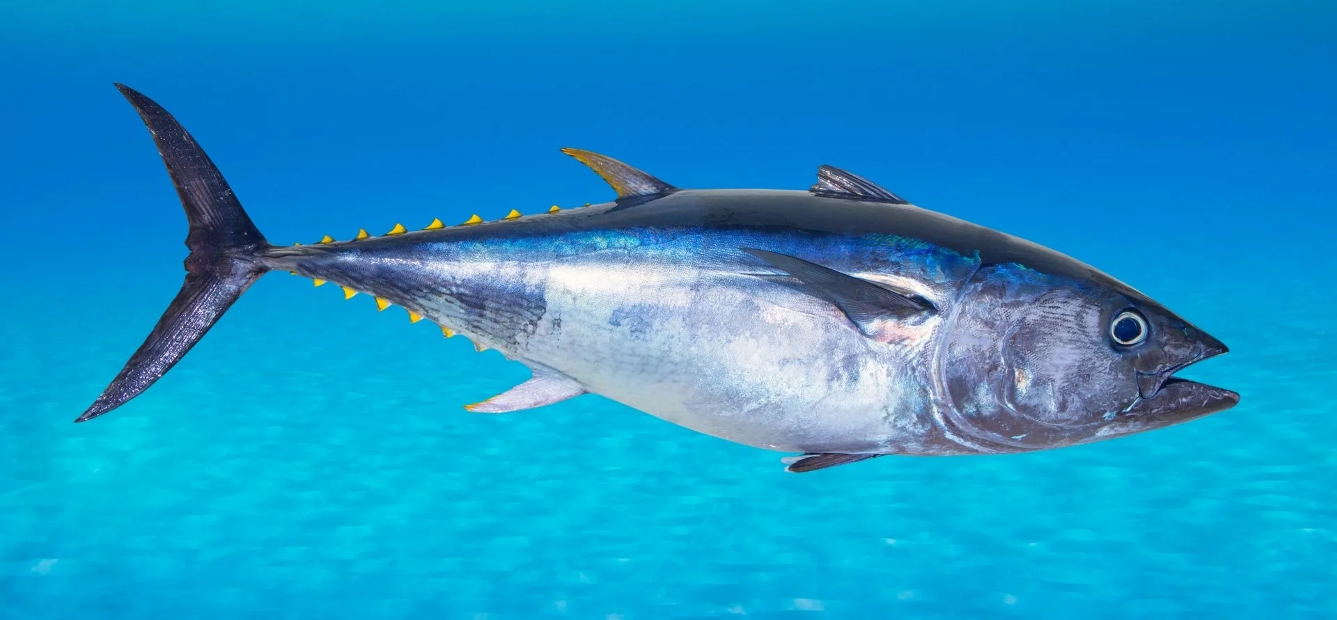 How Your Tuna Is About To Get Plant-Based