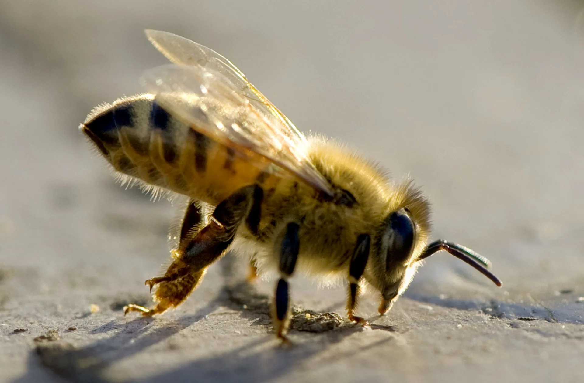 Robotic Bees Are a Real Thing--and the Company Funding Them Might ...