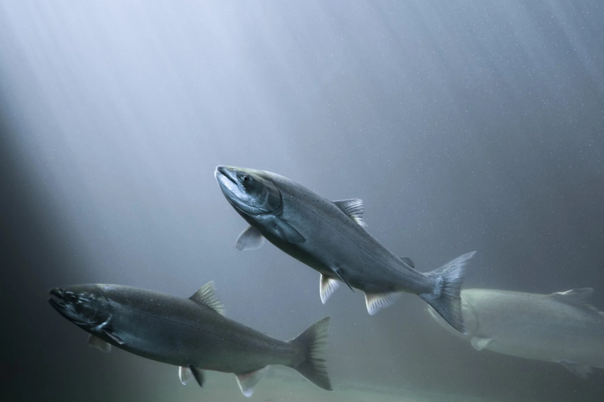 1 Surprising Lesson About Failure You Can Learn From Salmon (Yes, the Fish)