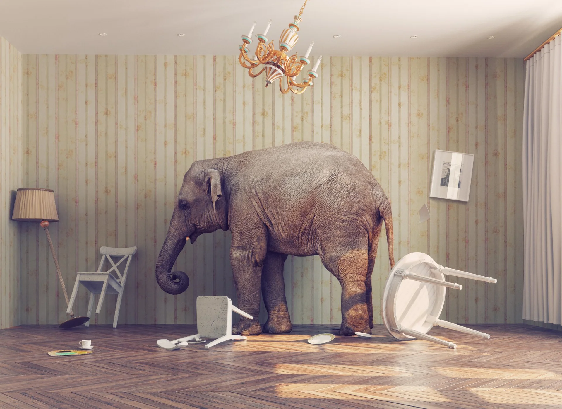 How to Bring Up the Elephant in the Room Without Losing Your Courage ...