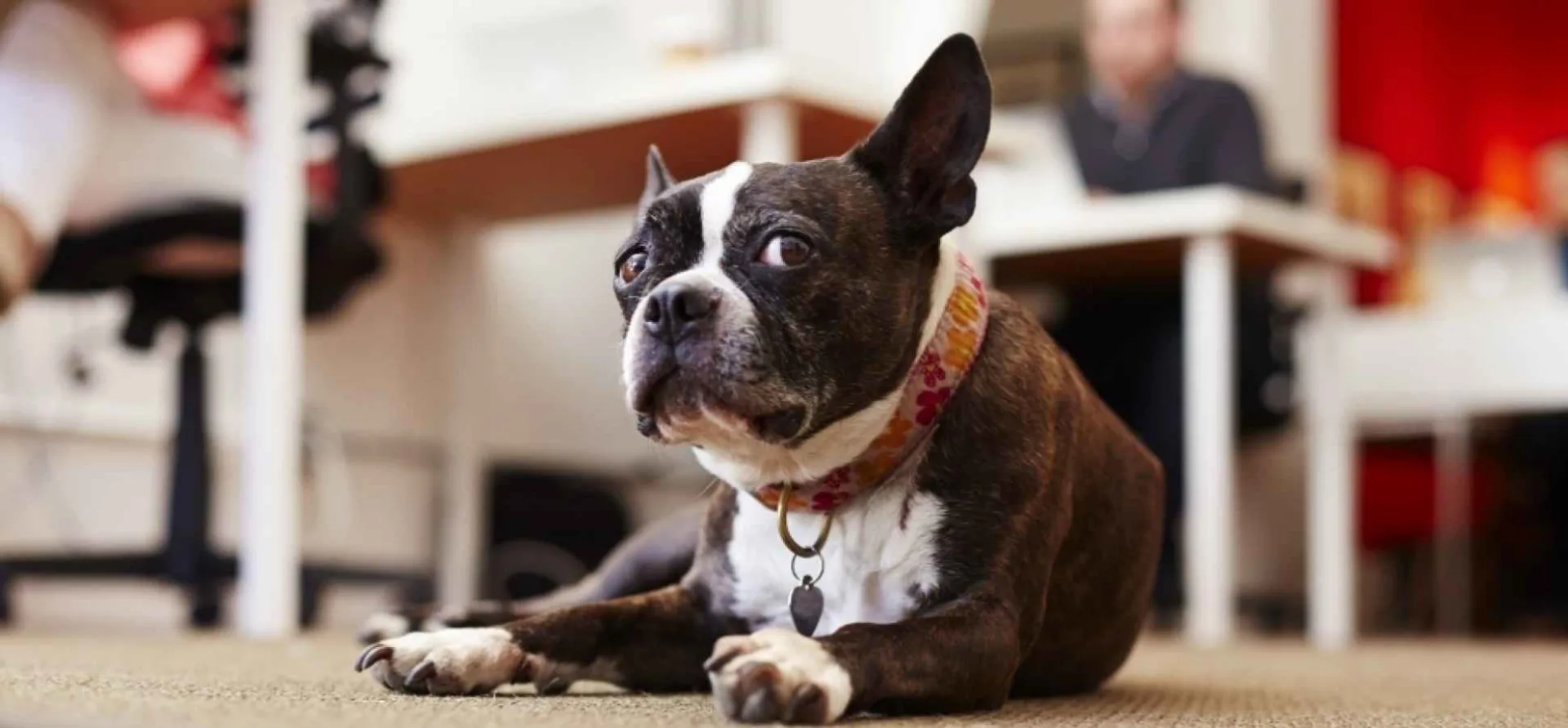 How Taking Your Dog to Work Increases Productivity