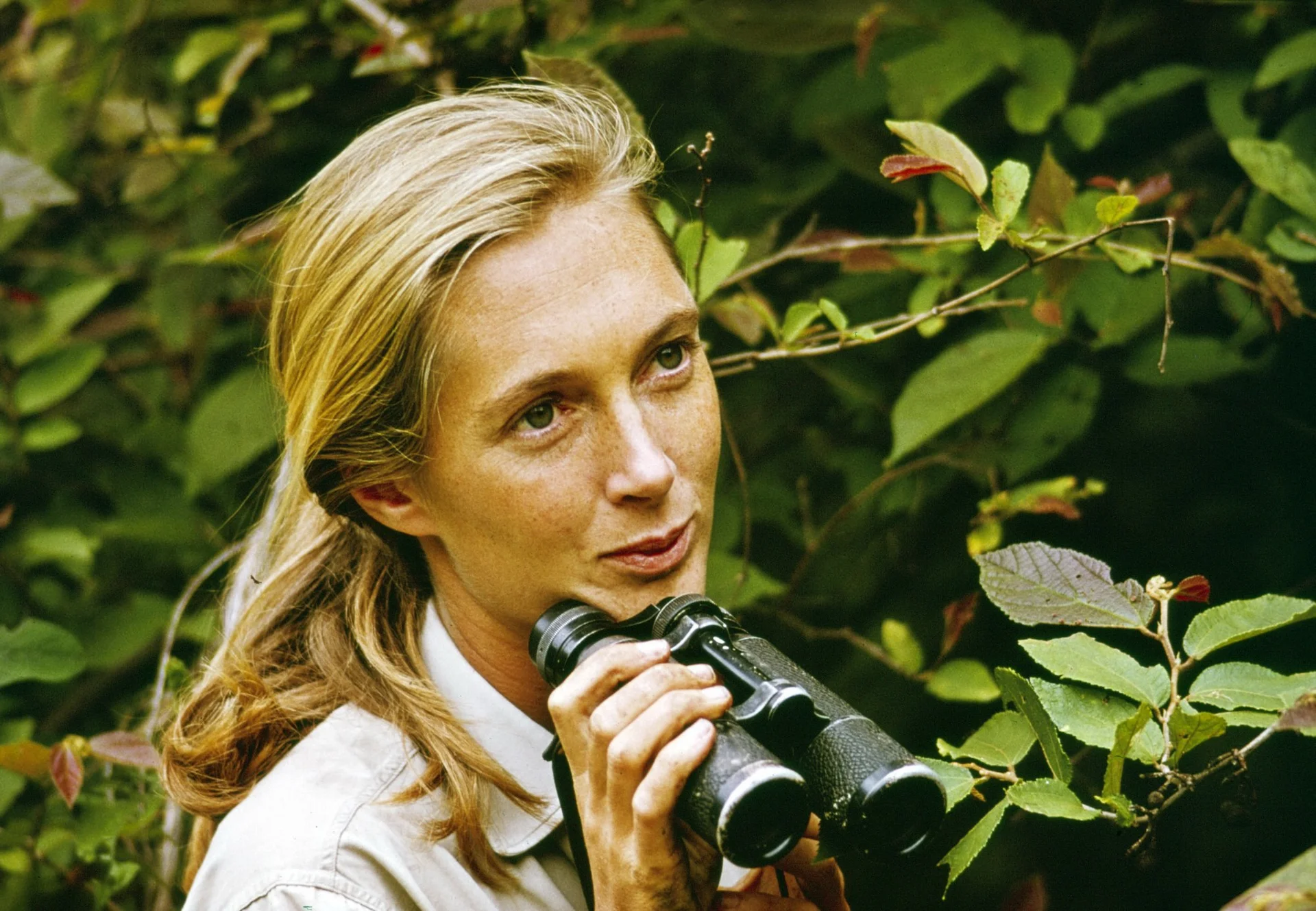 Success Isn't a Formula. As Jane Goodall Teaches, It's an Evolution of ...