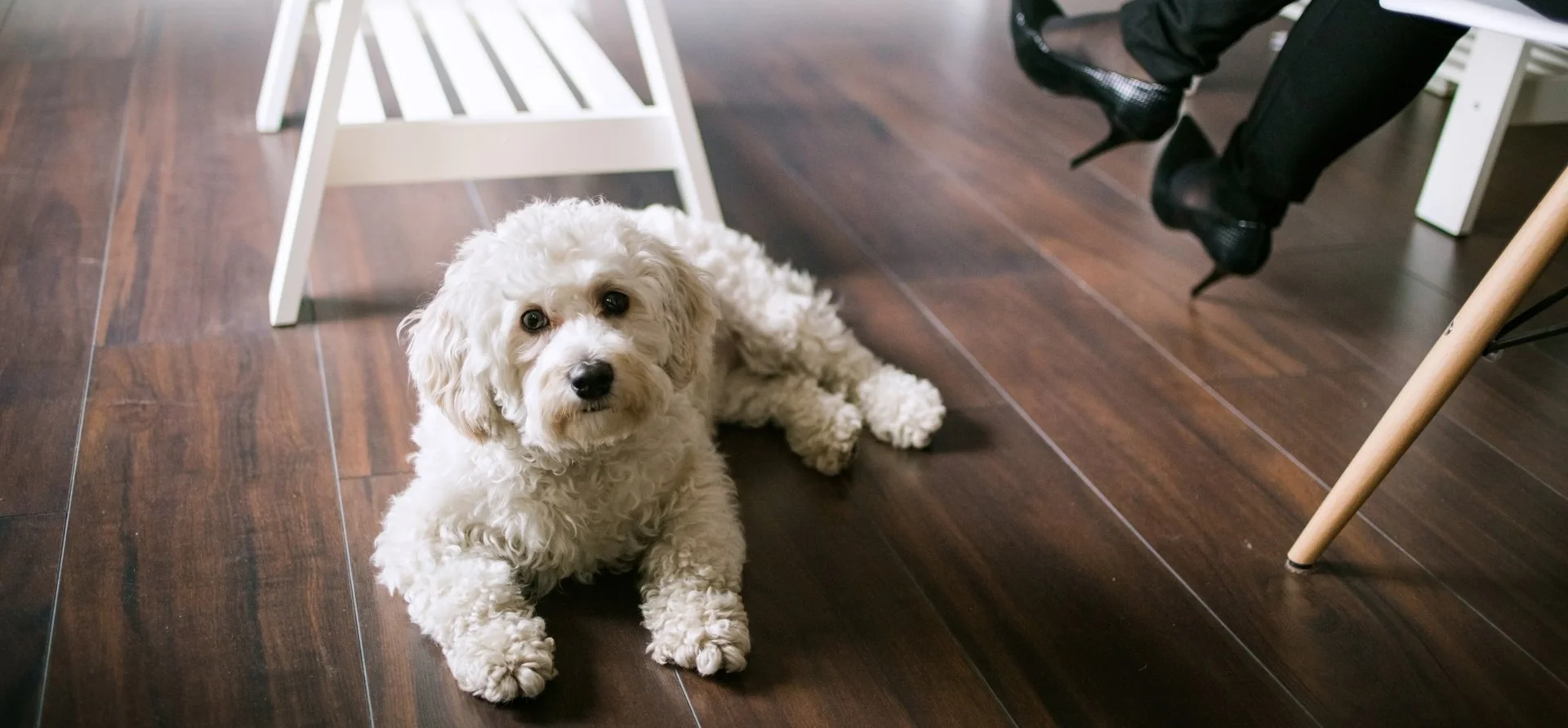 Do Dogs Belong in Job Interviews?