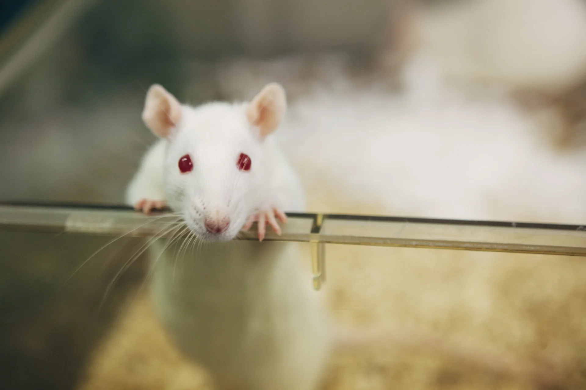 How to Build a More Resilient Brain in 2019, According to a Neuroscientist