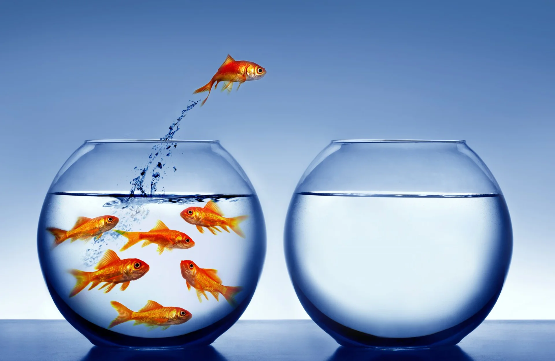 There's Something Fishy Going On in Your Work Culture -- or at Least ...
