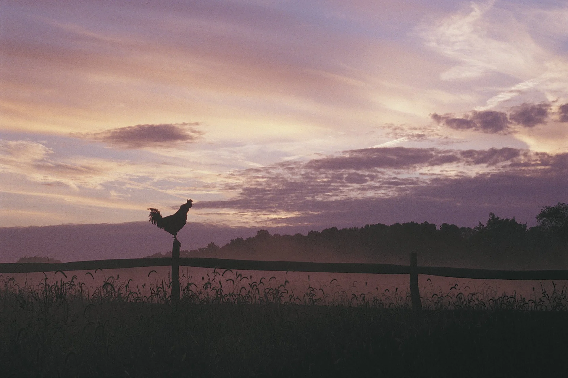 Night Owl or Lark? What Your Sleep Patterns Reveal About Your Personality