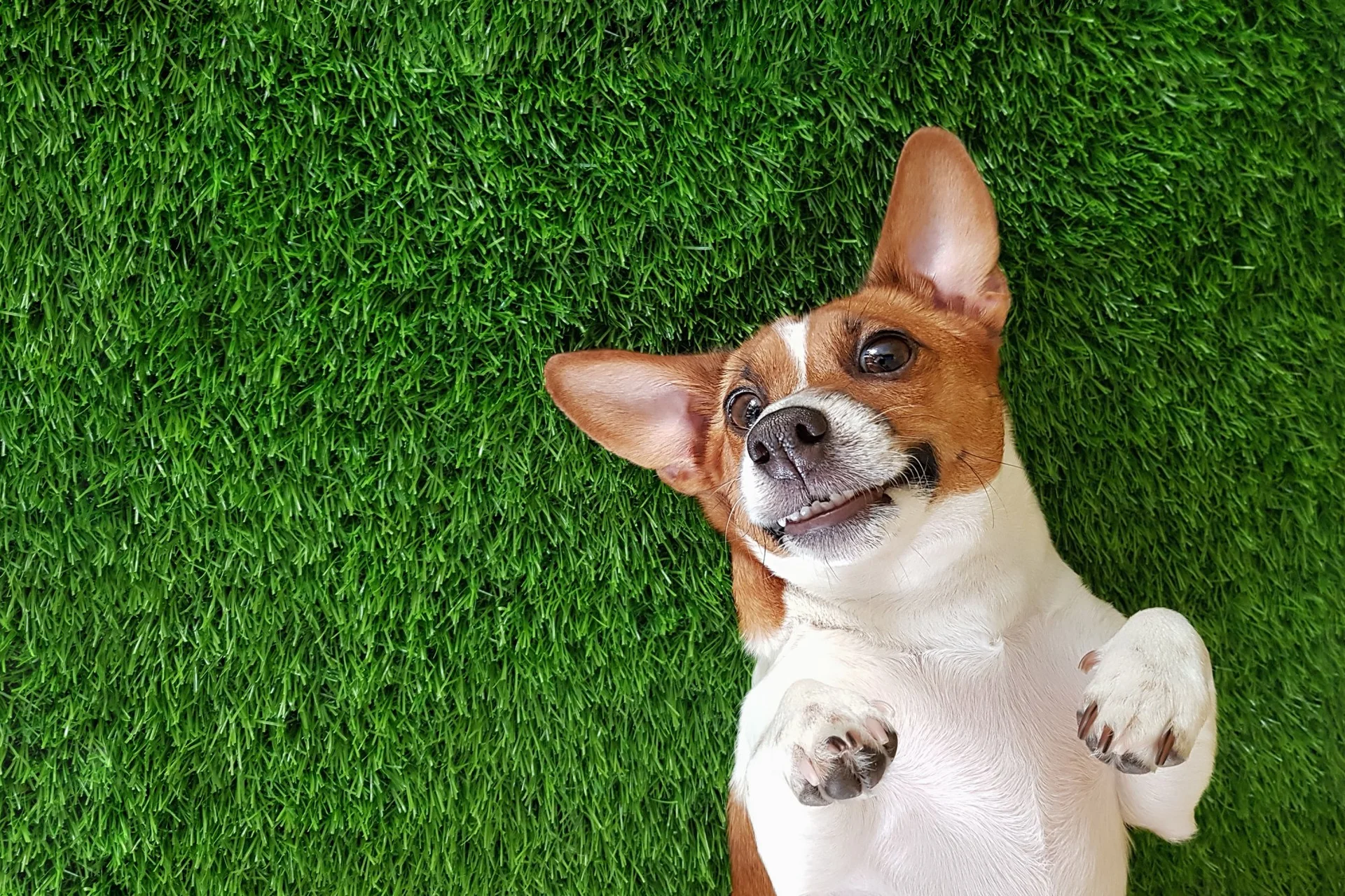 What Inventors Need to Know About the Pet Industry