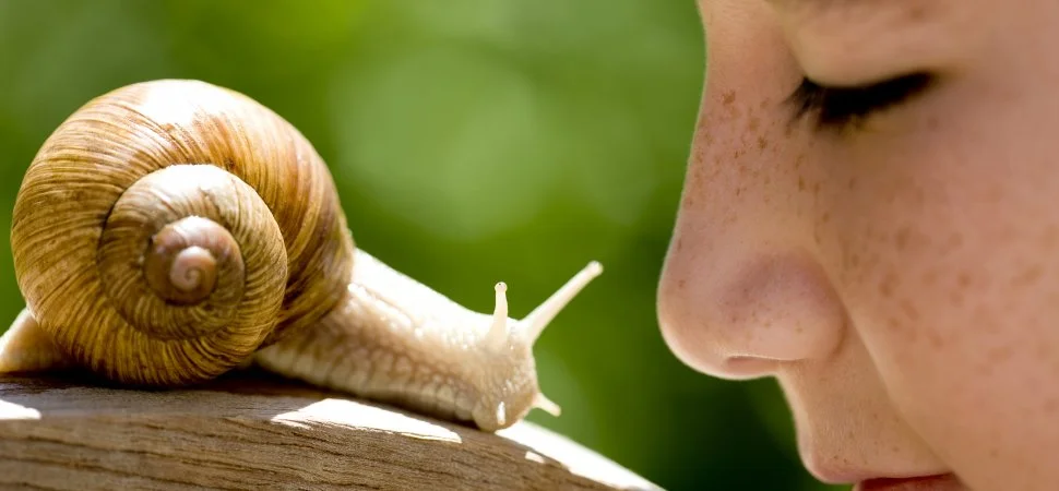 Is Snail Slime the Next Big Thing?