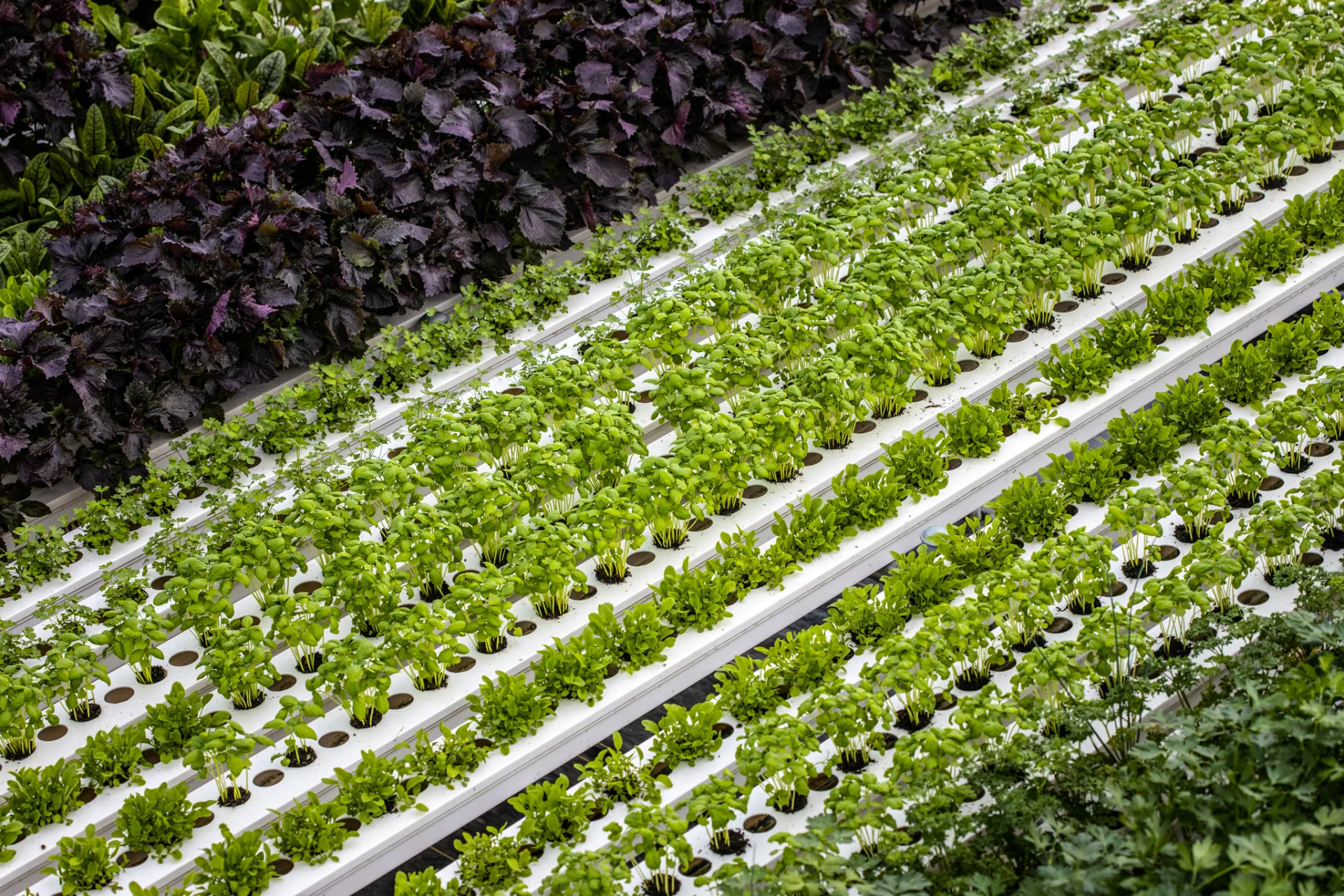 How This Fast-Growth Startup Made Crop Farming an Exact Science