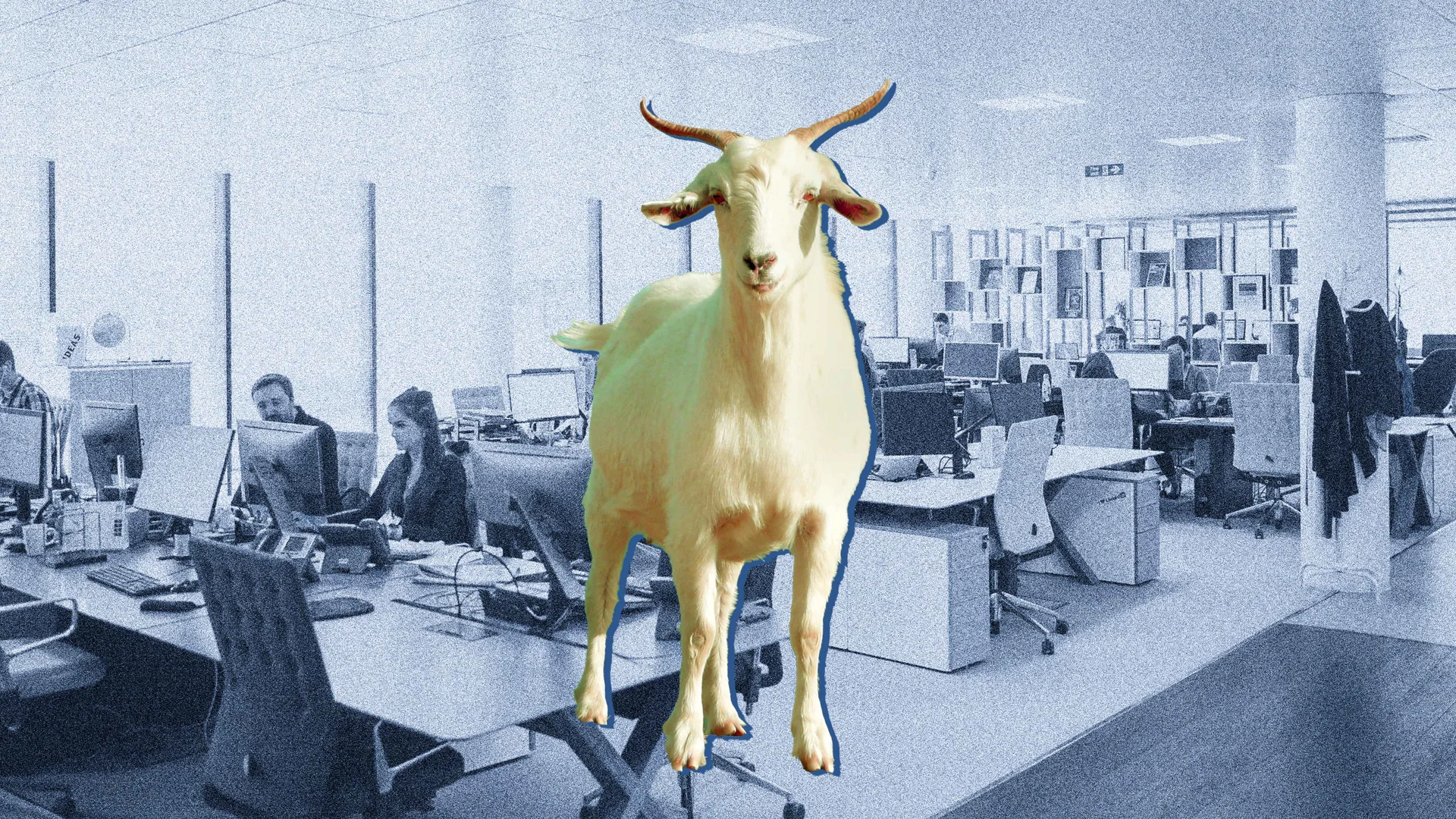 What Happened When the Owner of the Phoenix Suns Put Live Goats in an ...