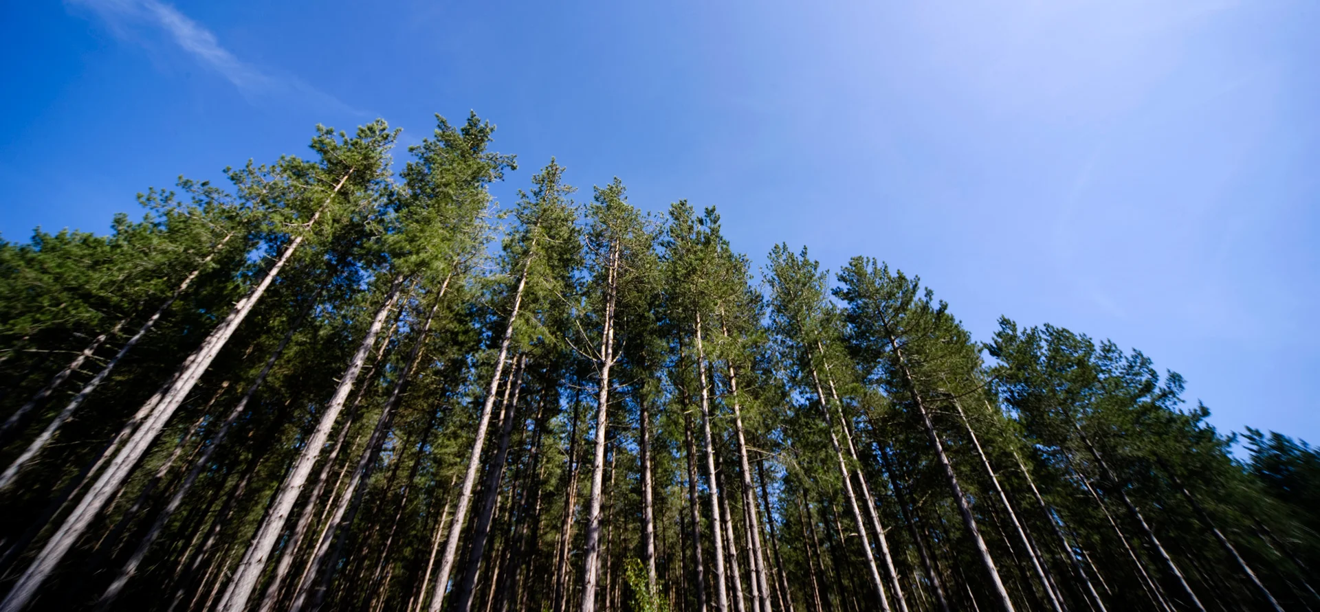 A 5-Step Social-Responsibility Action Plan