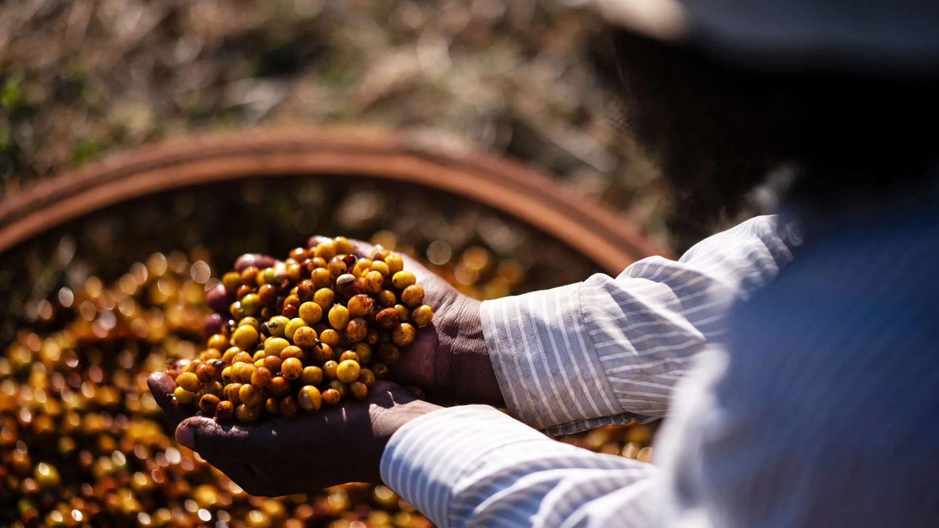 Brazilian Coffee Prices Hit 47-Year High