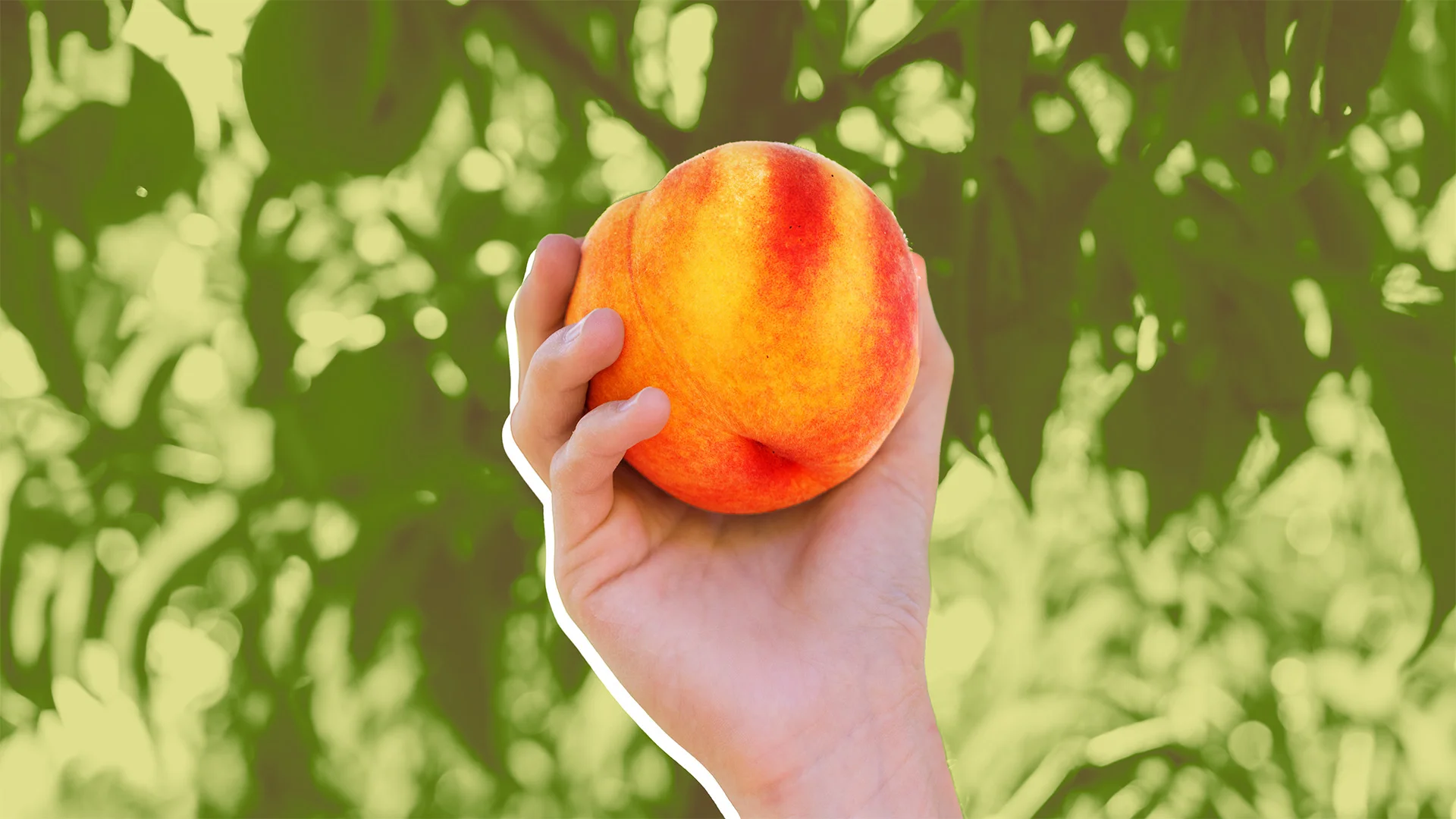 Bad News for Peach Lovers: The Fruit Will Be Scarce and Costly This Summer