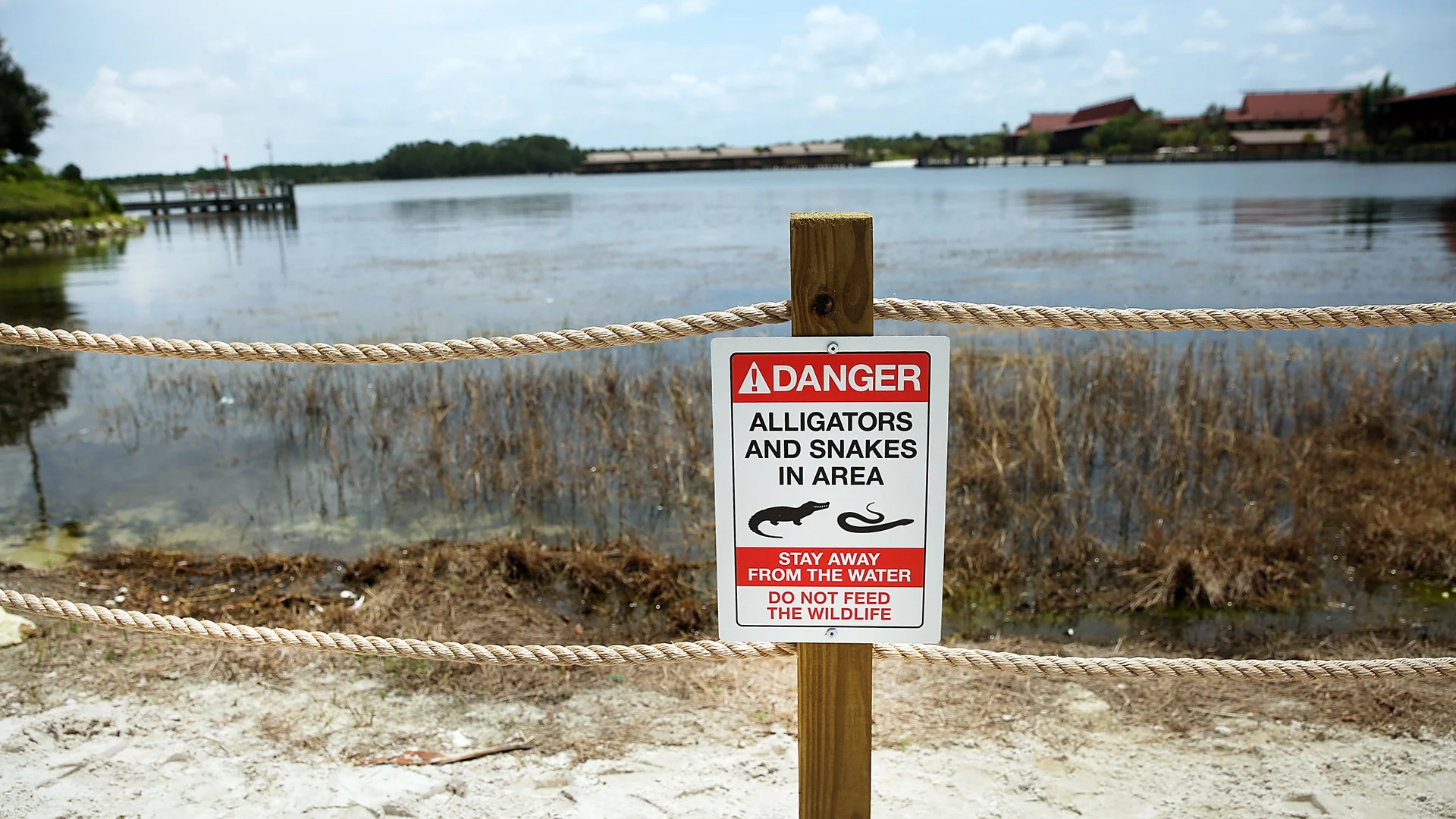 Disney World Has Quietly Removed More Than 400 Alligators Over the Past ...