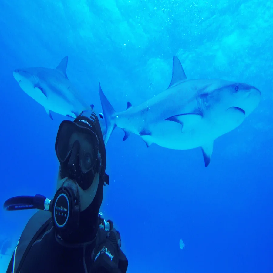 'Shark Tank' Twist Makes the Sharks Pitch One Another (and Swim With ...