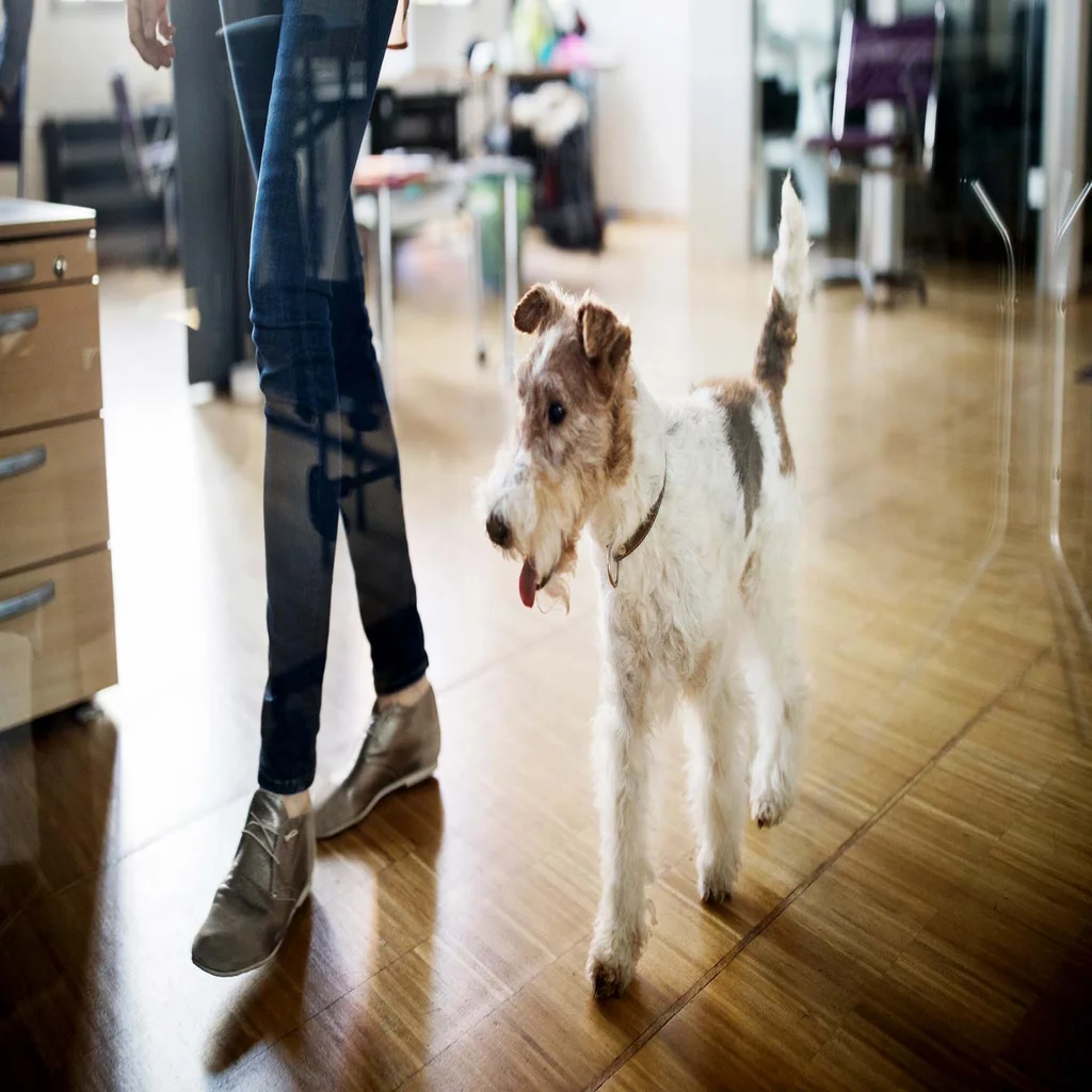 3 Ways Office Pets Can Benefit Business