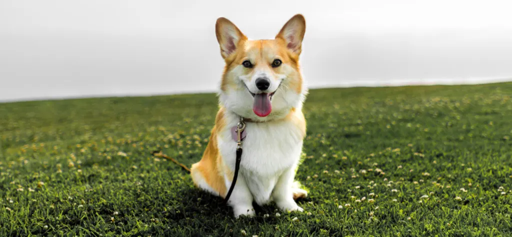 DogVacay Just Raised $25 Million