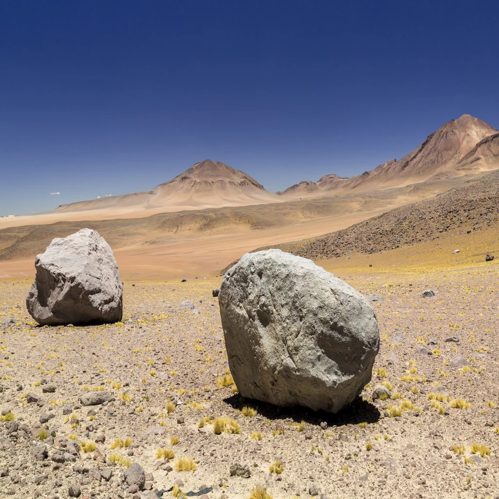 Why People Are Paying $85--for a Pet Rock