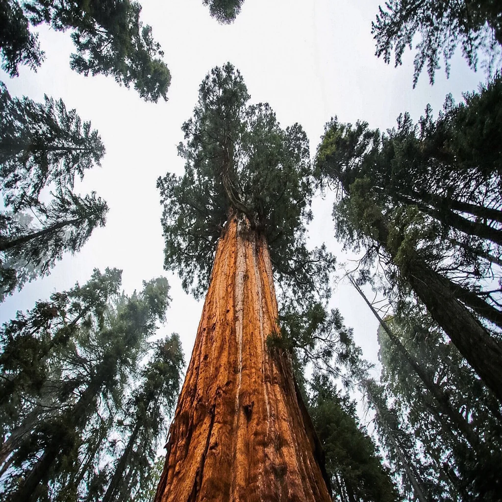 Sequoia Capital Just Gave a Dire Warning to Its Portfolio Companies ...