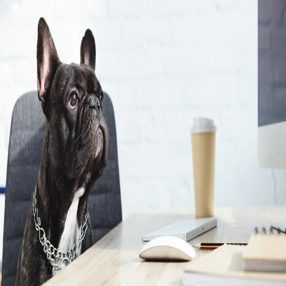 Check Out the Lavish Pet Perks at America's 12 Most-Dog-Friendly Companies