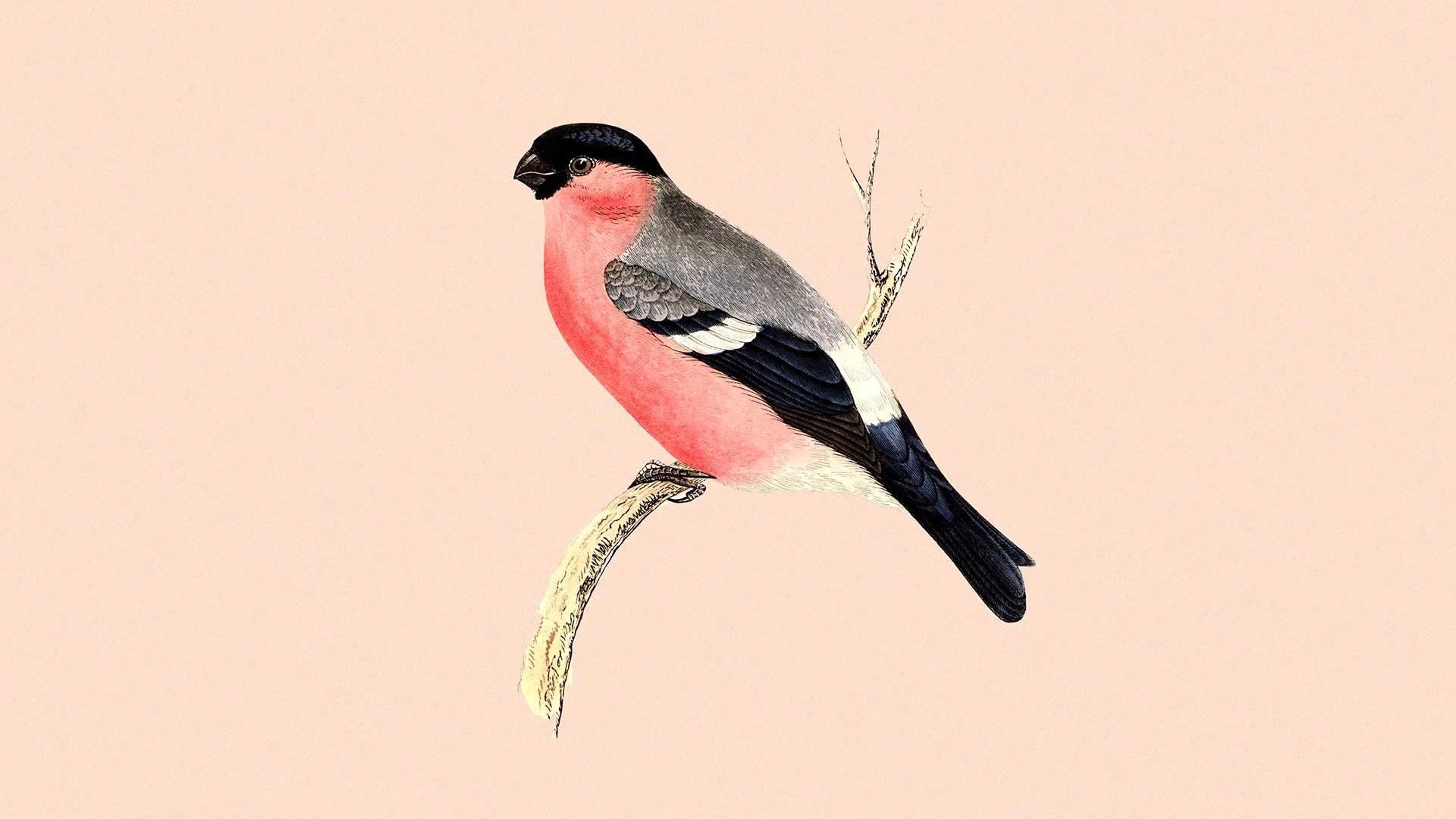 TikTok’s Viral ‘Bird Test’ for Relationships Works at the Office Too