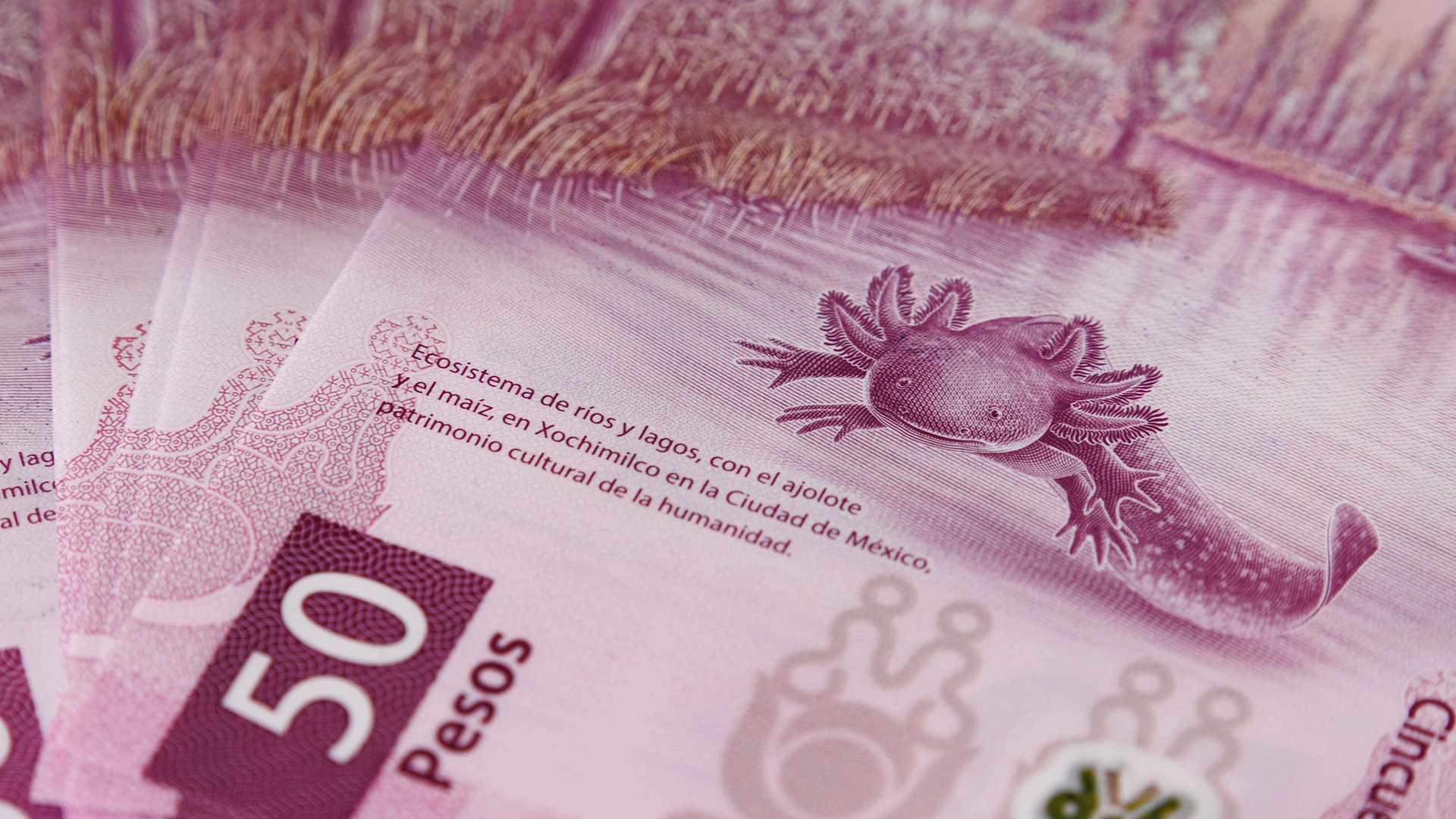 Mexicans Are Refusing to Spend This 50-Peso Bill