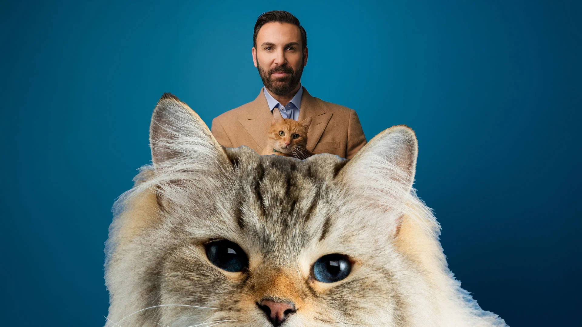 Cat Fancy: How Daniel Rotman's PrettyLitter Turned $1 Million in ...