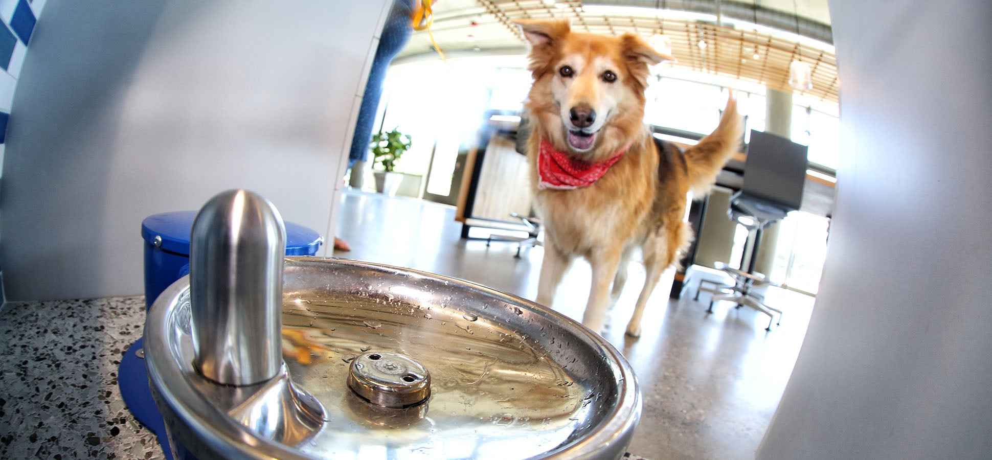 The Keys to Creating an Effective Pets-at-Work Program