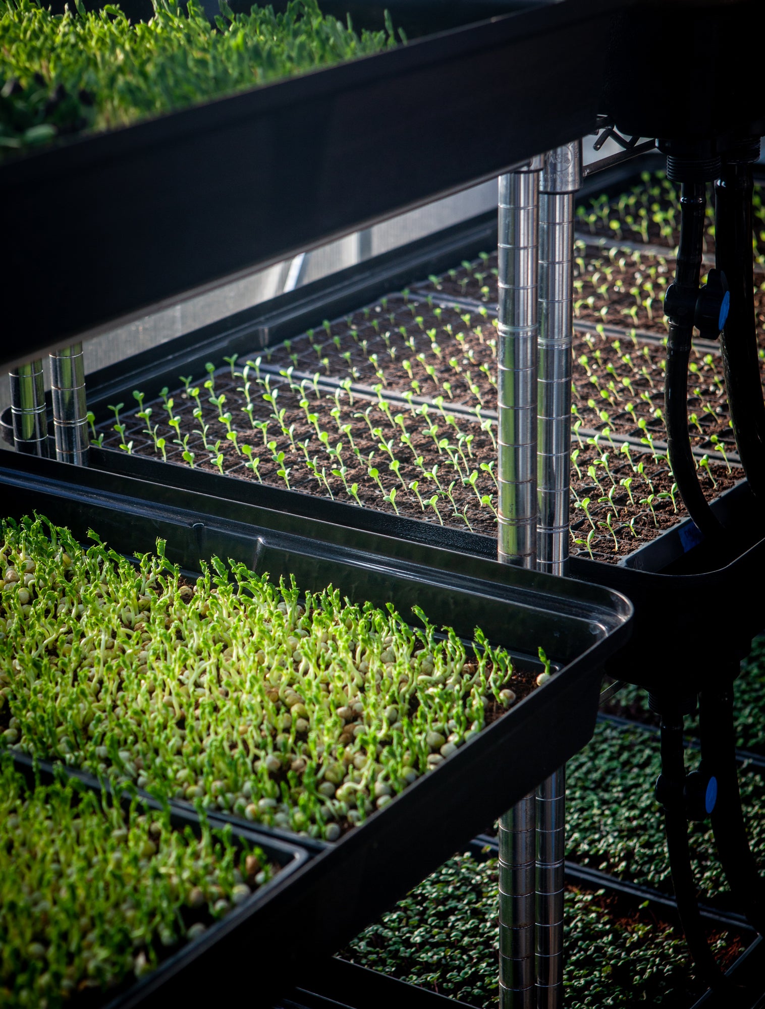 How This Fast-Growth Startup Made Crop Farming an Exact Science