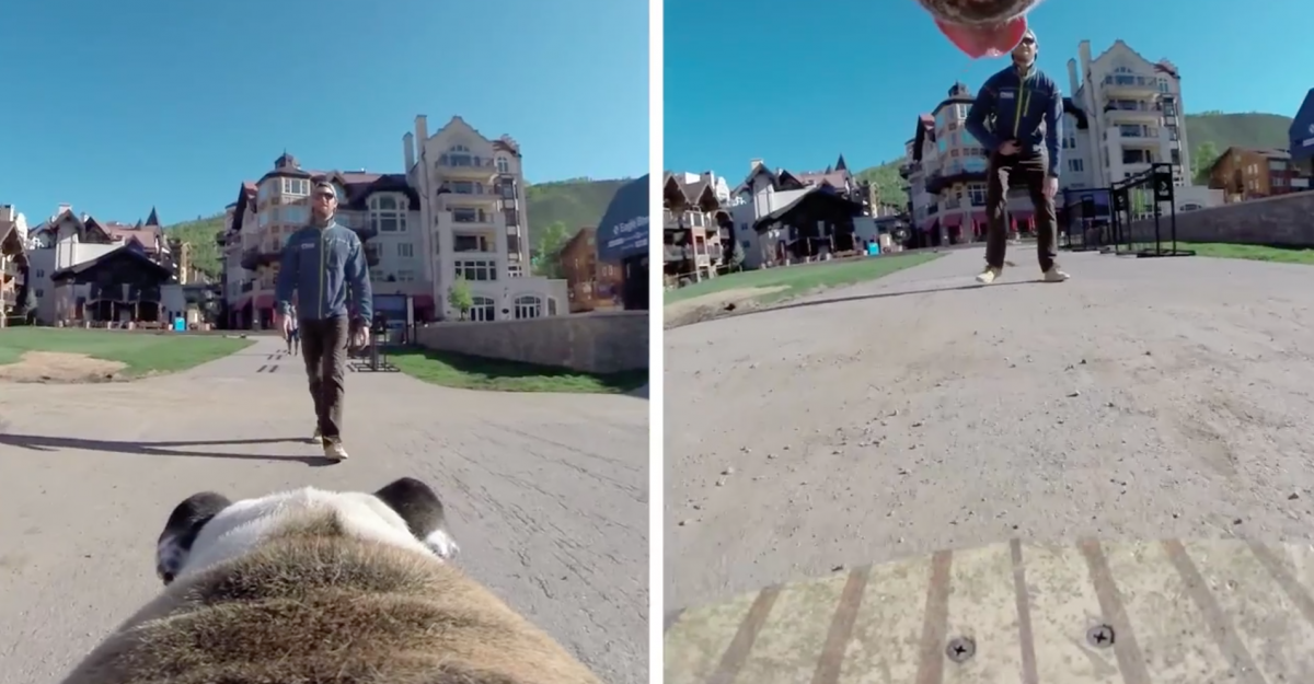 At Last, There's a GoPro Device for Dogs