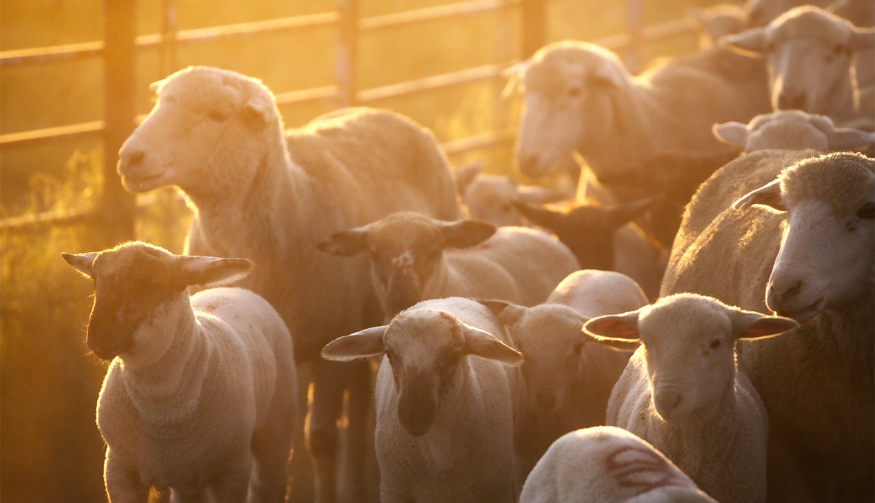 This Tiny Company in Wyoming Spins Over 15,000 Pounds of Wool for ...