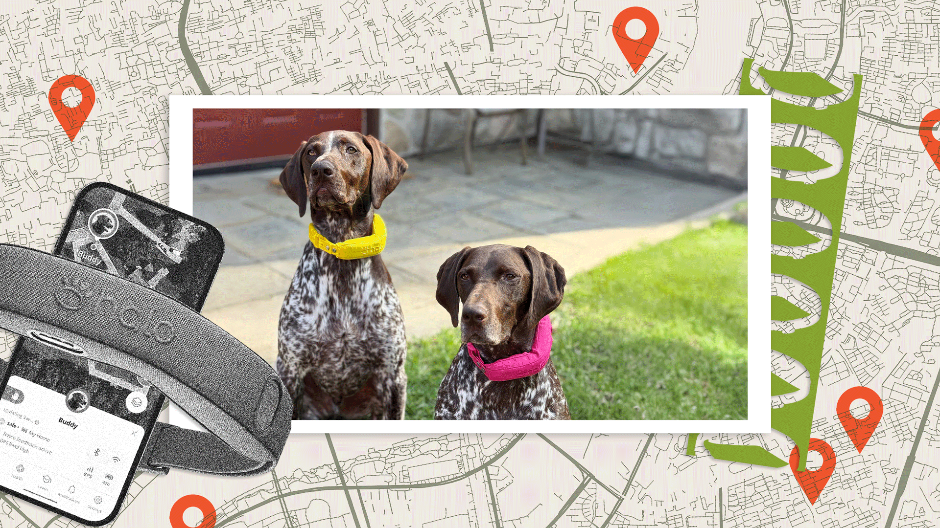 Legal Beagle: How Halo Collar's Co-Founder and CEO Ended Two Costly ...